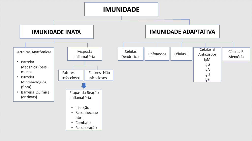Sistema imunológico: o que é e como funciona | Guia Completo