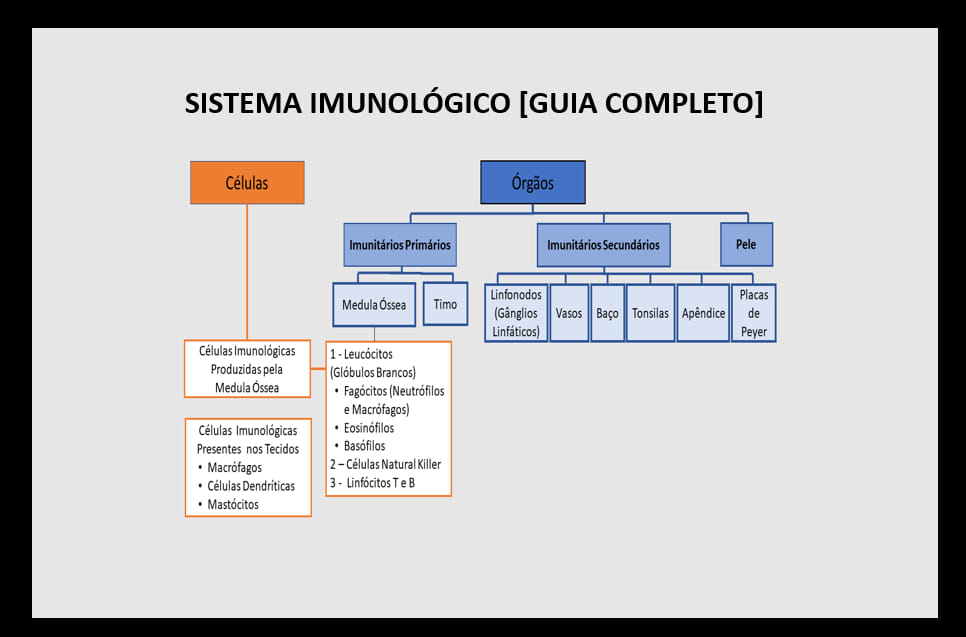 Sistema imunológico: o que é e como funciona | Guia Completo